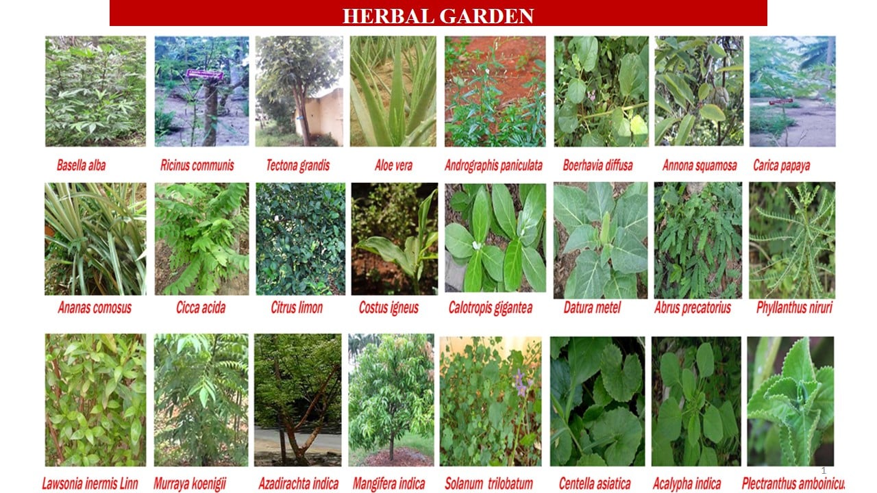 Herbal garden – STET College